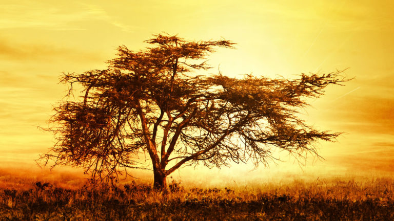 Kenya Declares Monday a Public Holiday to Celebrate Utamaduni Day ...